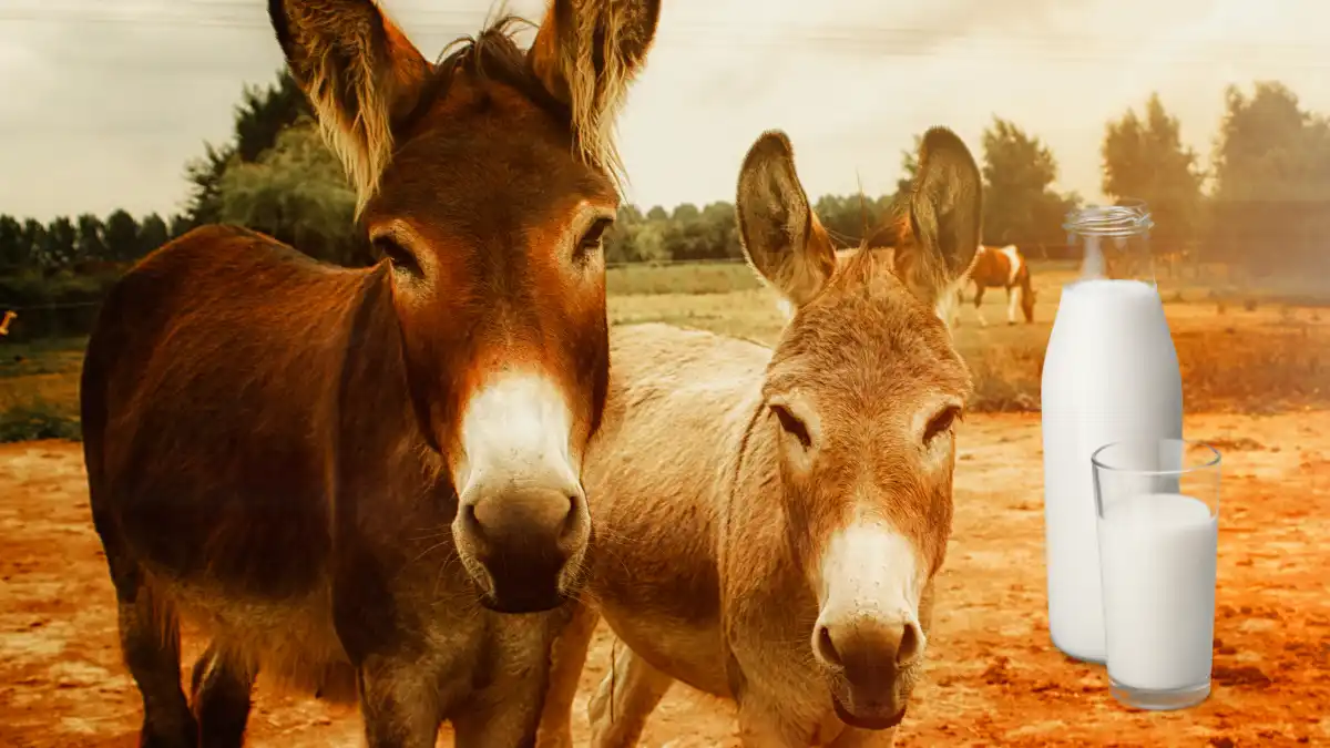 Miracle of Donkey Milk Through the Ages - Dolphin IBA